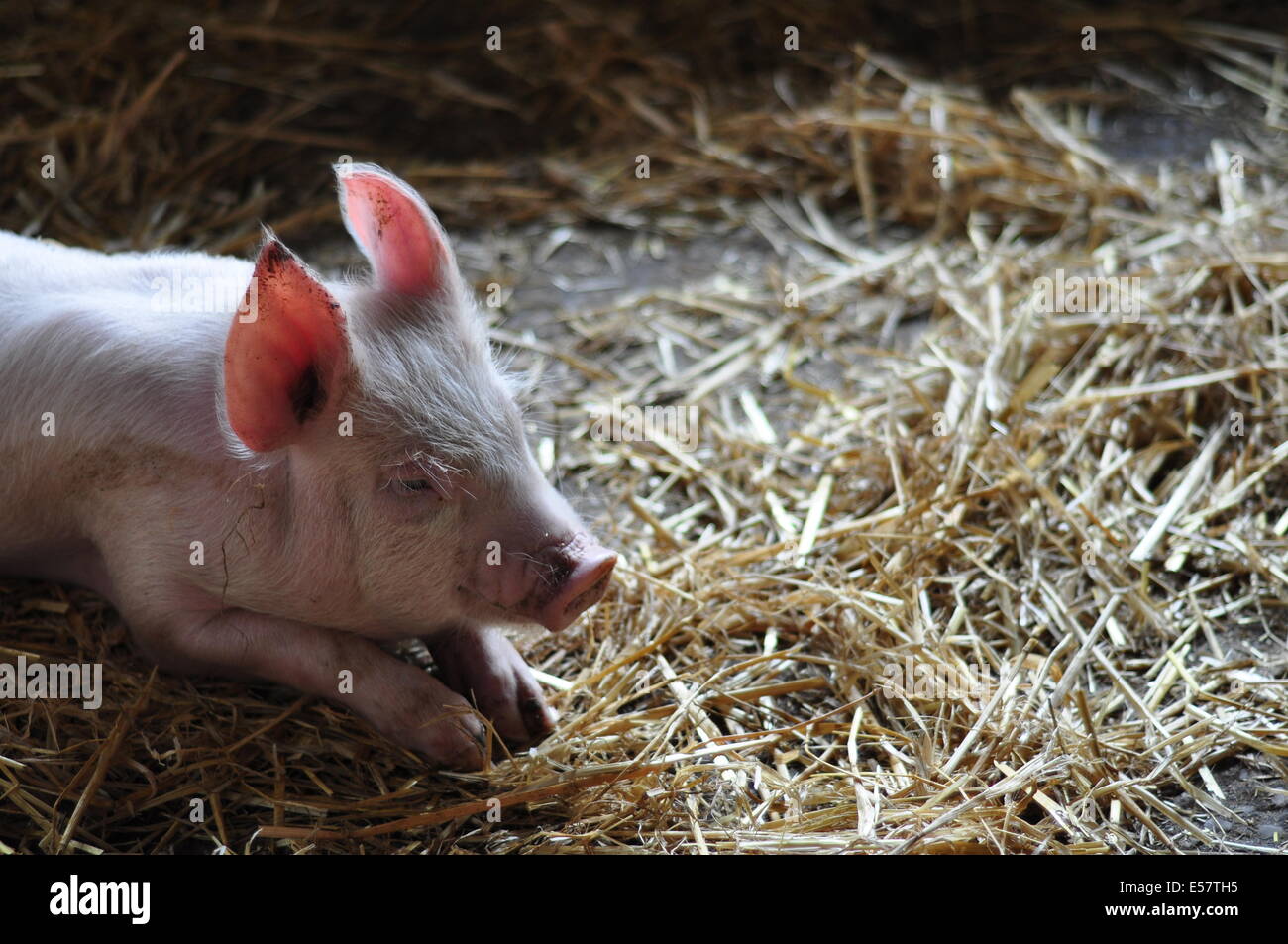 Pig thinking hi-res stock photography and images - Alamy