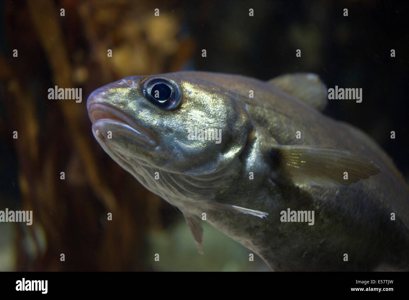 Gadidae fish hi-res stock photography and images - Alamy