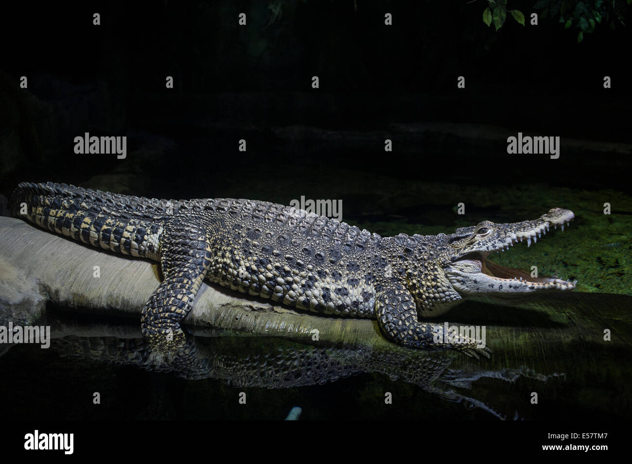 Cuban crocodile (Crocodylus rhombifer), Crocodilidae, Cuba Stock Photo ...