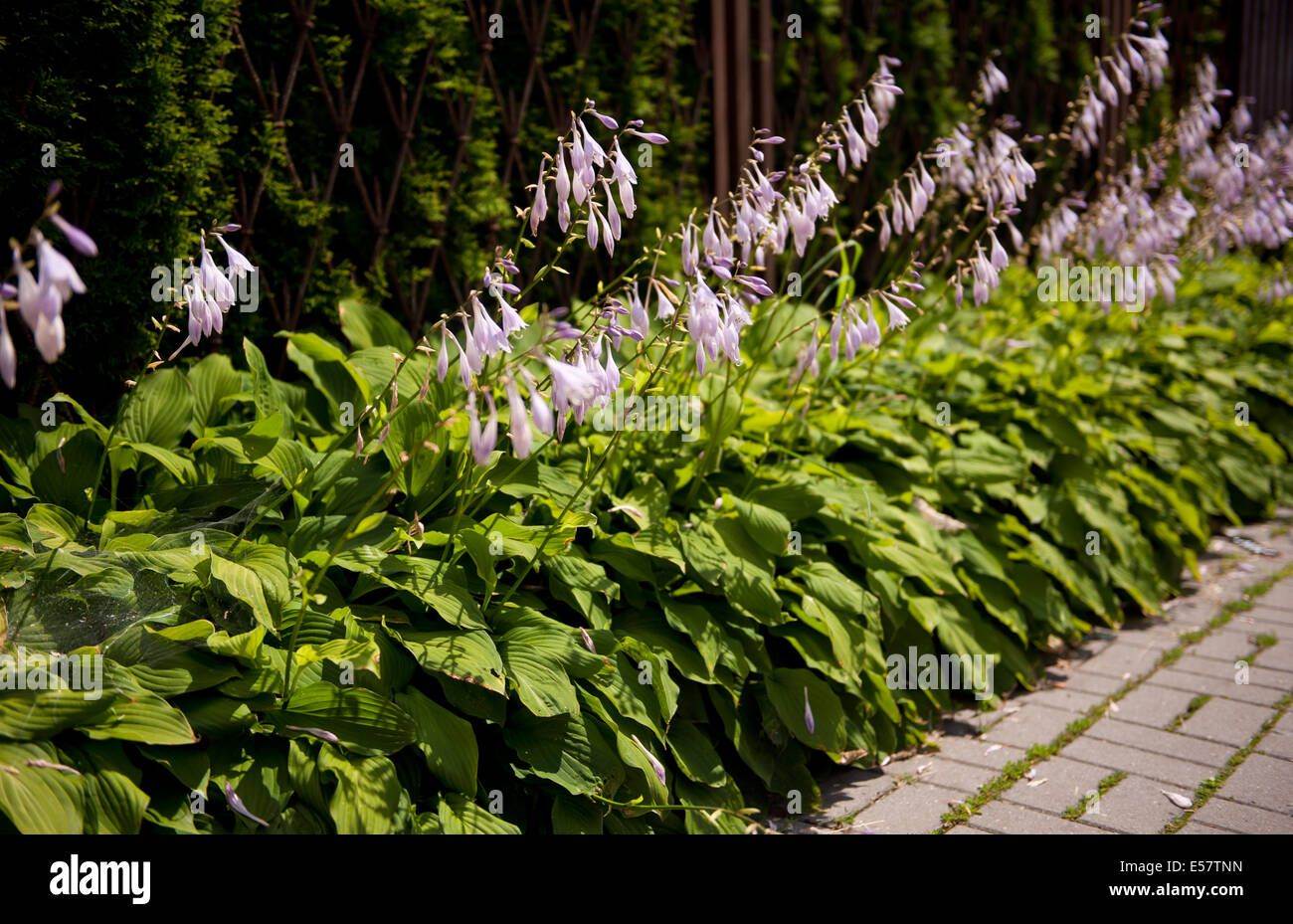 Hosta funkia flower hi-res stock photography and images - Alamy