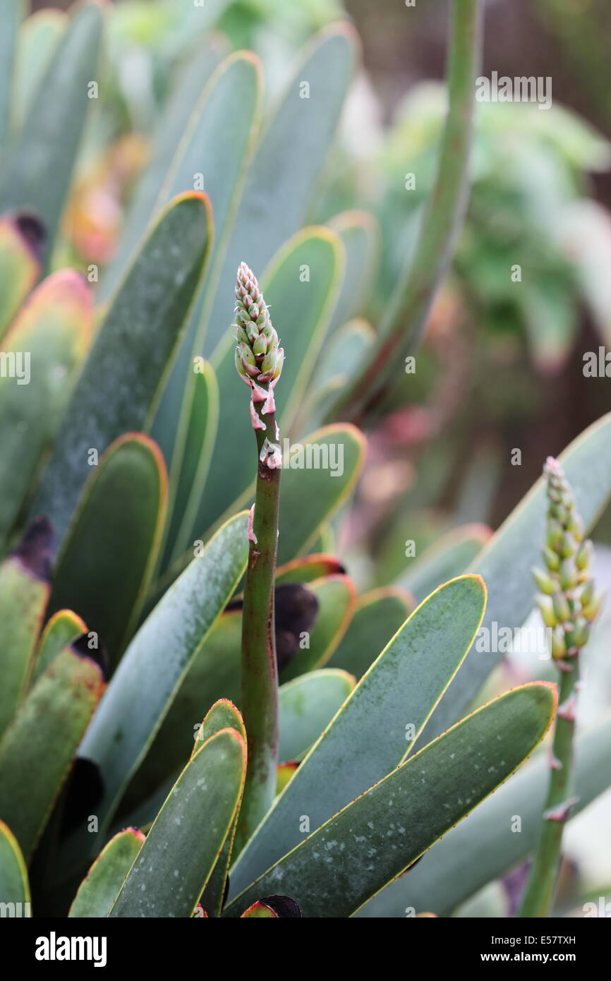 Aloe plicatilis (fan aloe) in bloom Stock Photo - Alamy