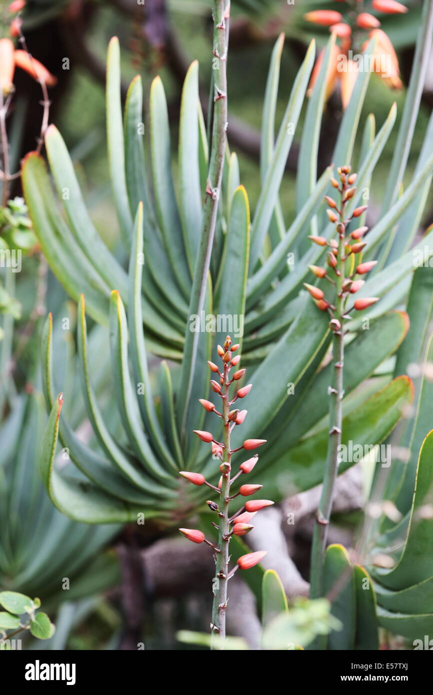 Aloe plicatilis (fan aloe) in bloom Stock Photo - Alamy