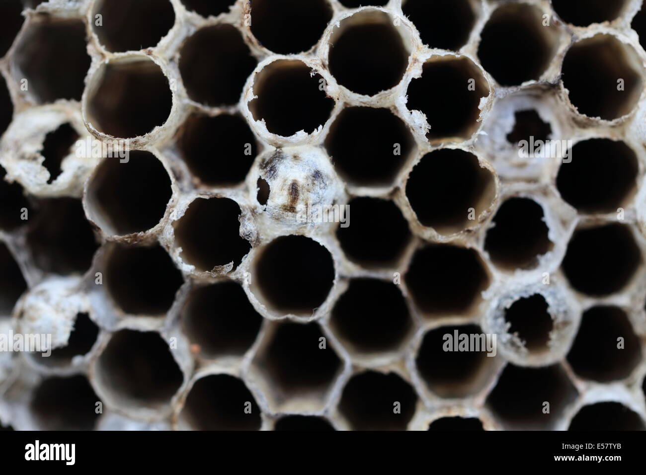 Cells of a wasp hive Stock Photo - Alamy