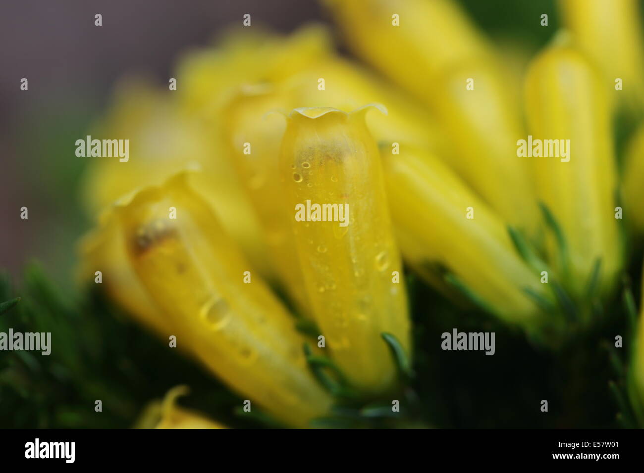 Erica species hi-res stock photography and images - Alamy