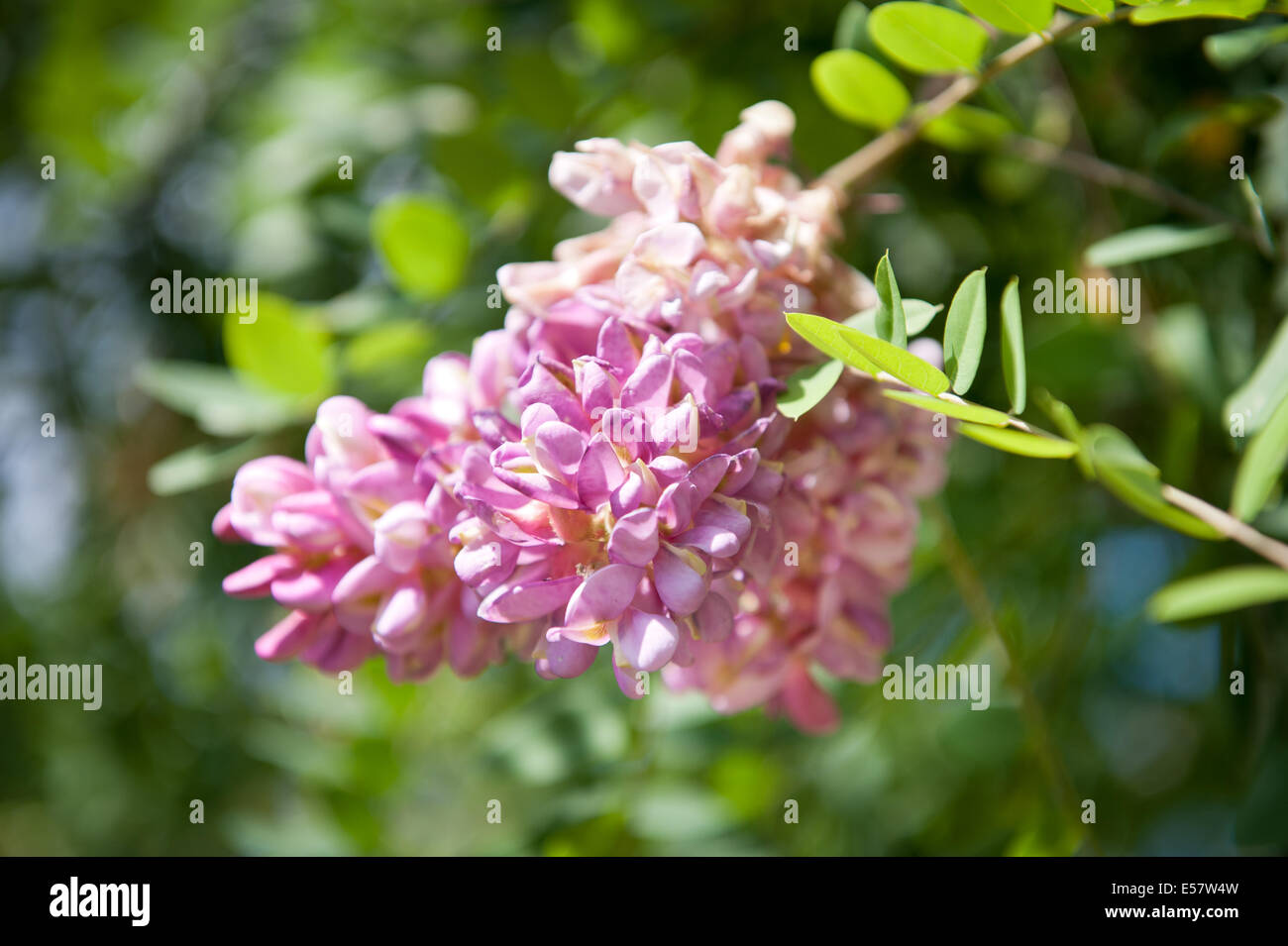 Robinia Flowers High Resolution Stock Photography and Images - Alamy