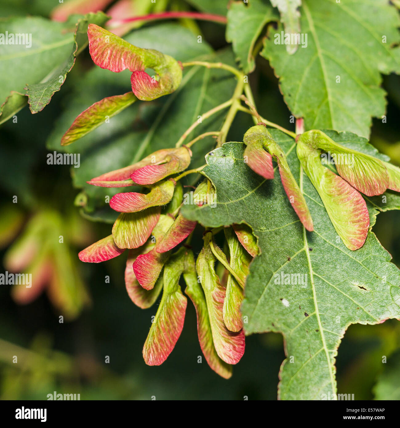 Silver maple transparent hi-res stock photography and images - Alamy
