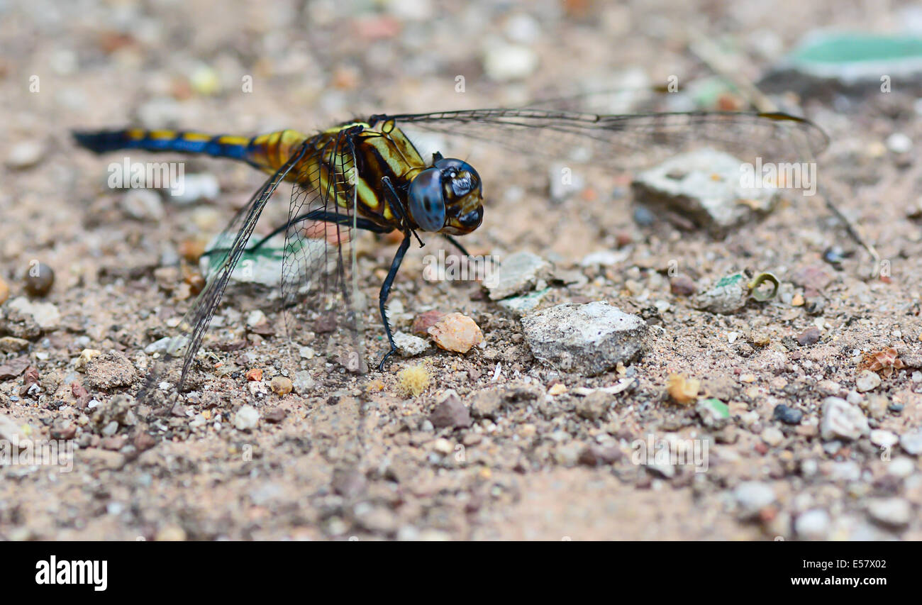 macro of blue yellow dragonfly standing on ground ; selective focus at ...