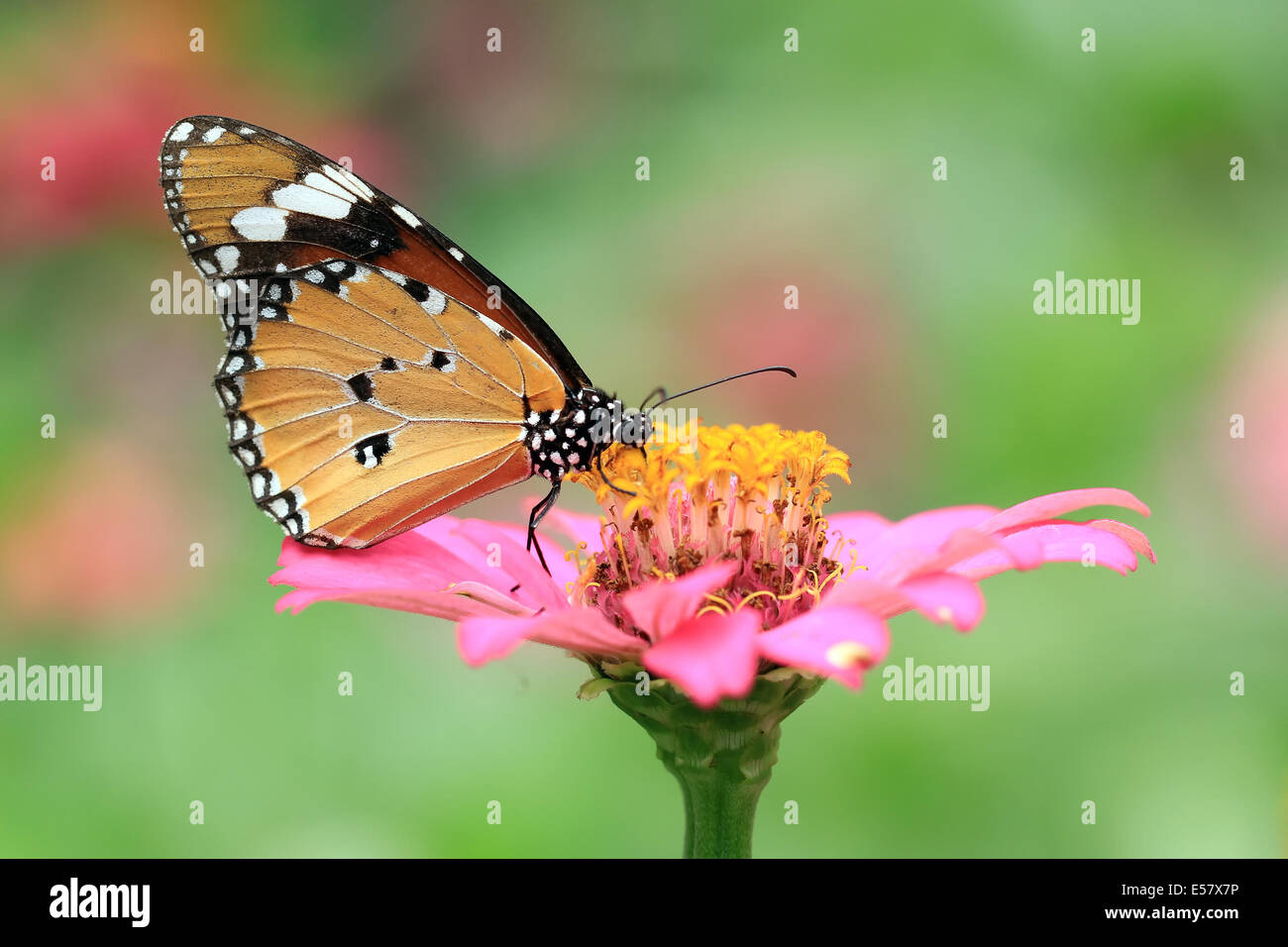 beautiful butterfly in the natural Stock Photo - Alamy