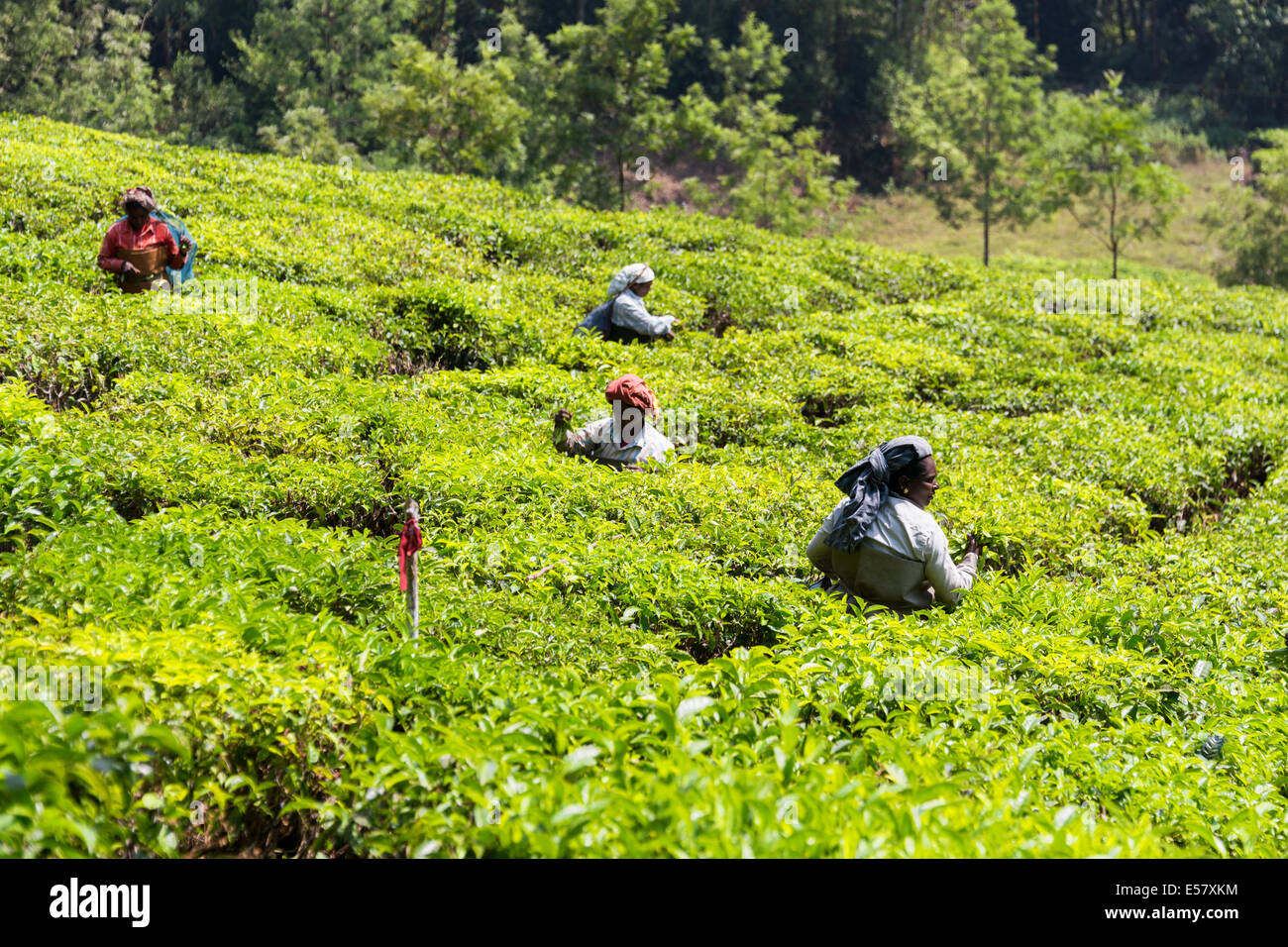 Tea picking, india hi-res stock photography and images - Alamy