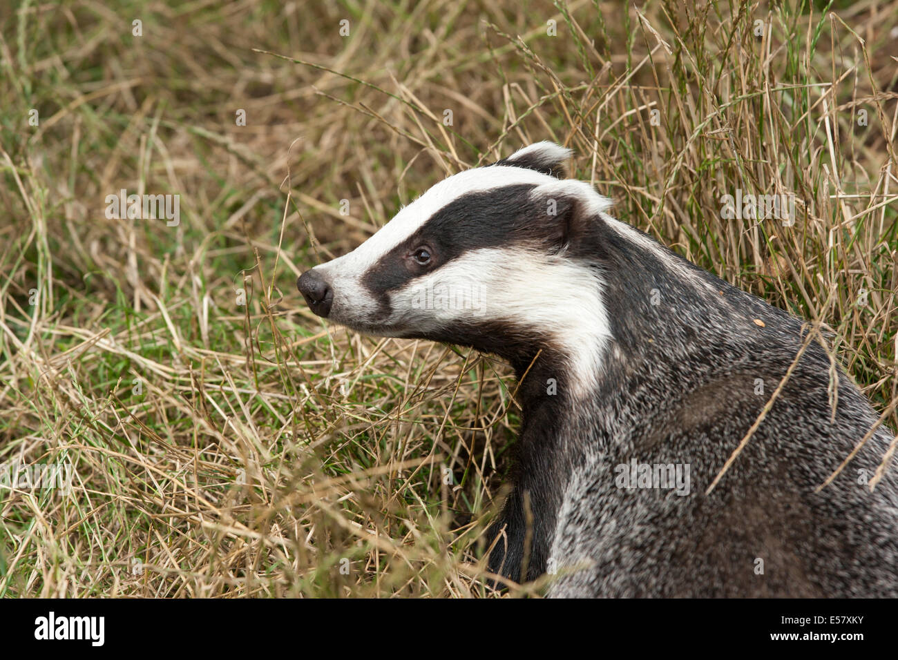 Partial side view of a badger with its head raised and looking to the ...