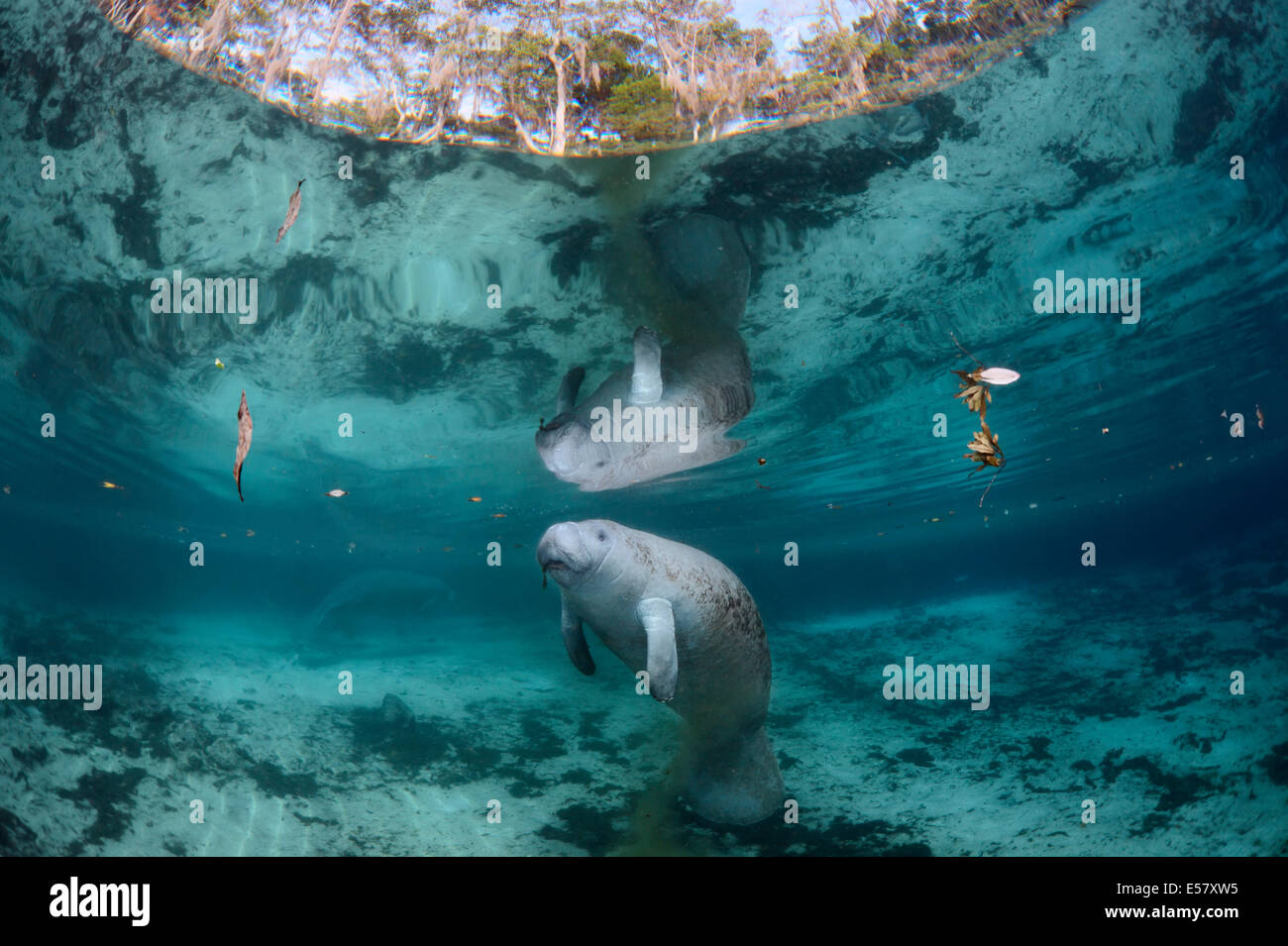 Endangered florida manatee three hi-res stock photography and images ...