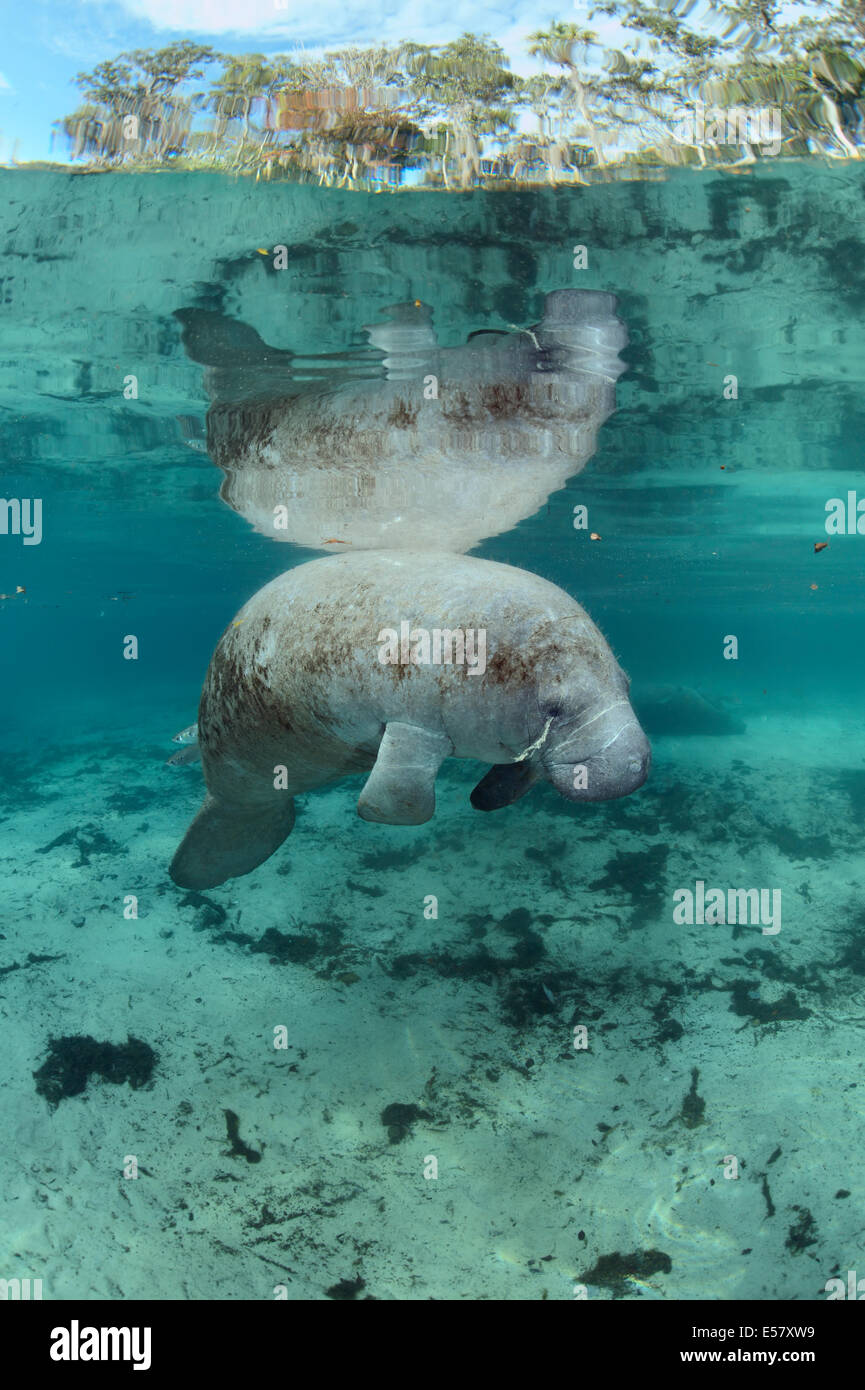 West Indian Manatee Endangered