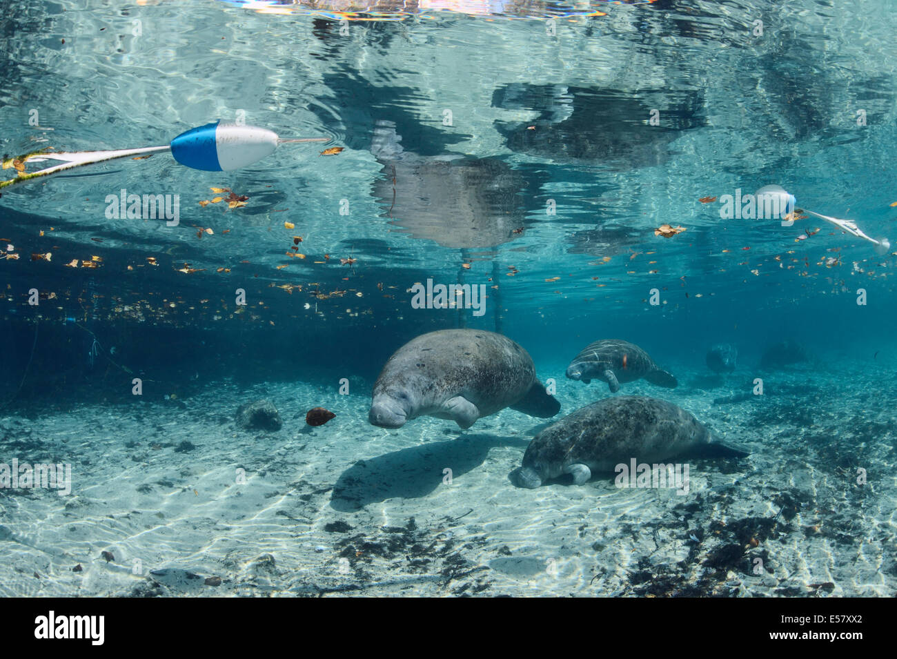 Endangered florida manatee three hi-res stock photography and images ...