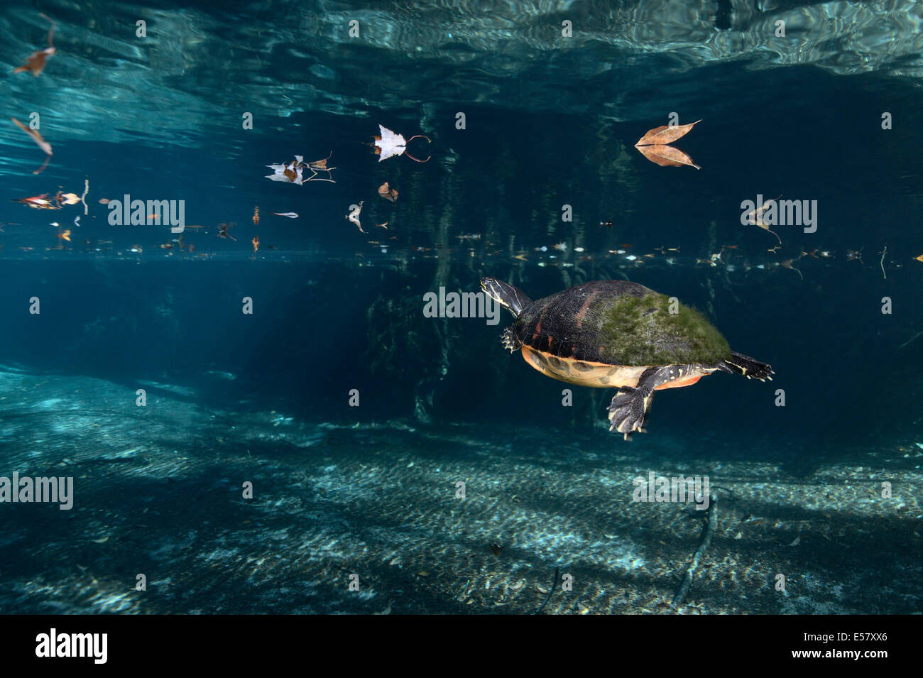 Three Sisters Spring - protected habitat for turtles and West-Indian ...