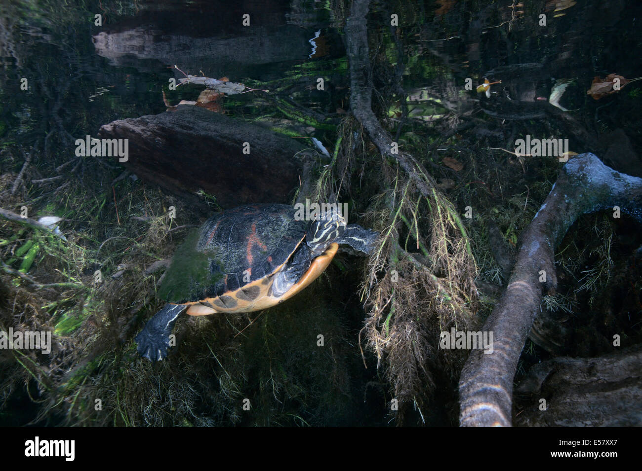 Three Sisters Spring - protected habitat for turtles and West-Indian ...