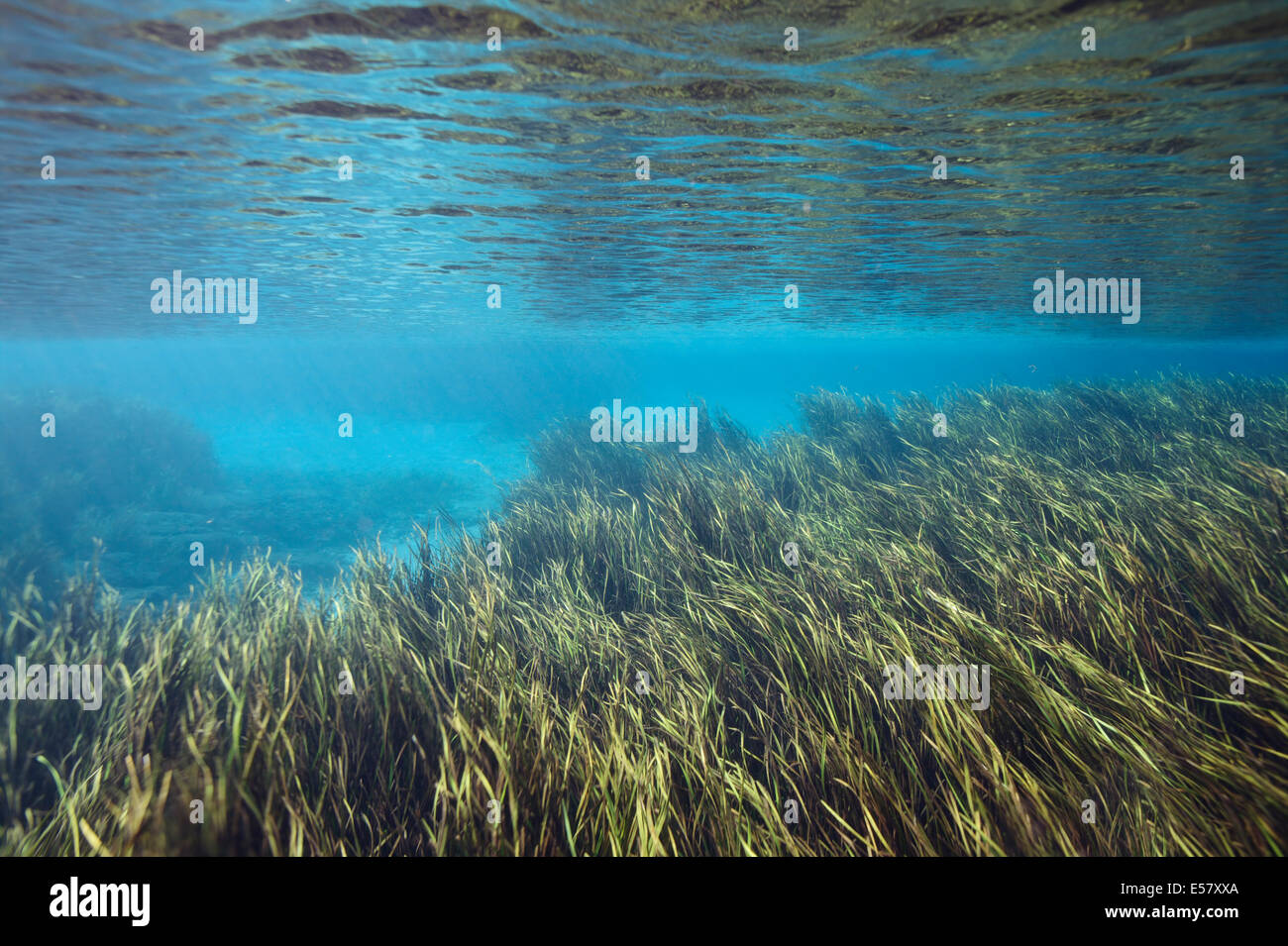 Rainbow River Florida High Resolution Stock Photography and Images - Alamy