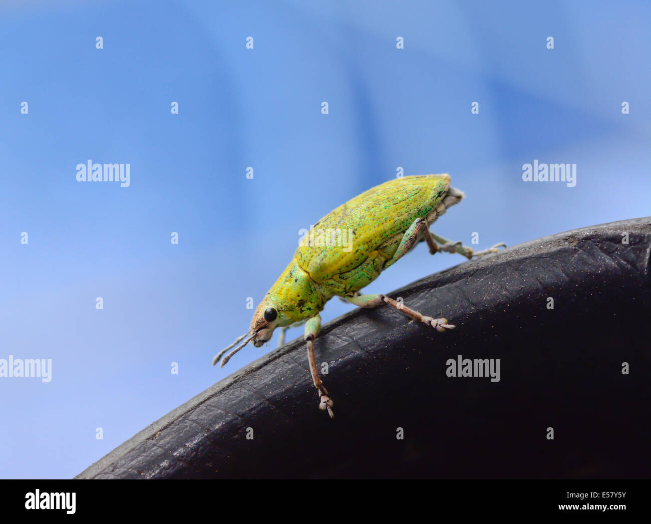 macro of green weevil hanging on black rubber with blue blur background ...