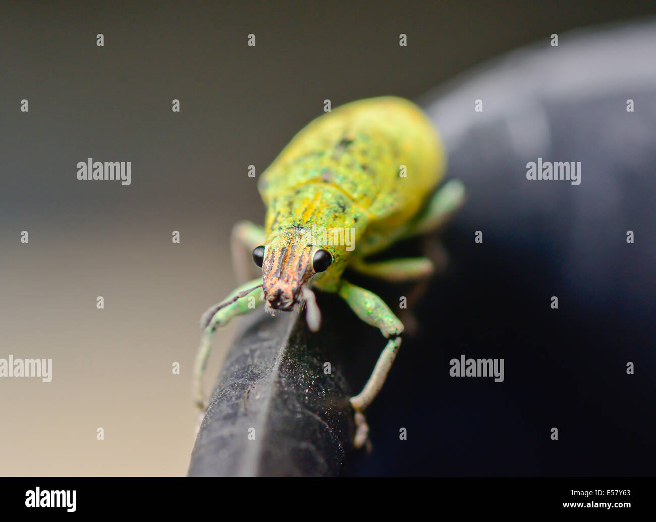 macro of green weevil hanging on black rubber with blur background ...