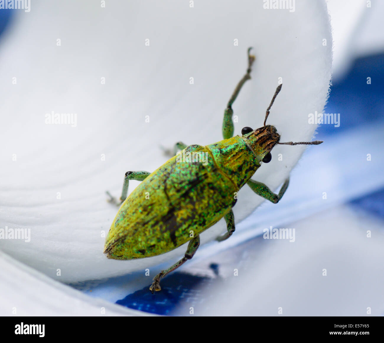Focus on weevil hi-res stock photography and images - Alamy
