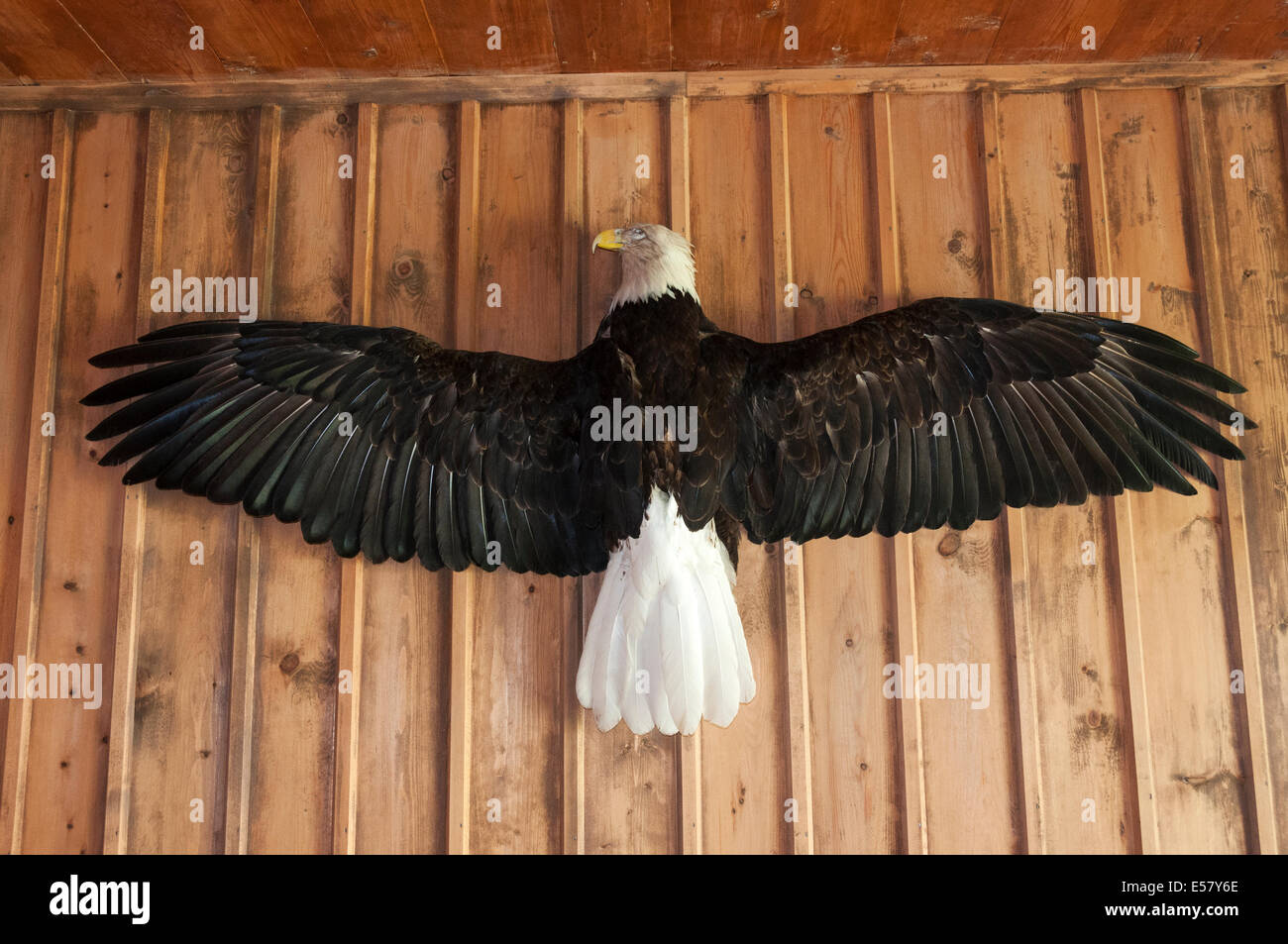 Bald eagle of british columbia hi-res stock photography and images - Alamy