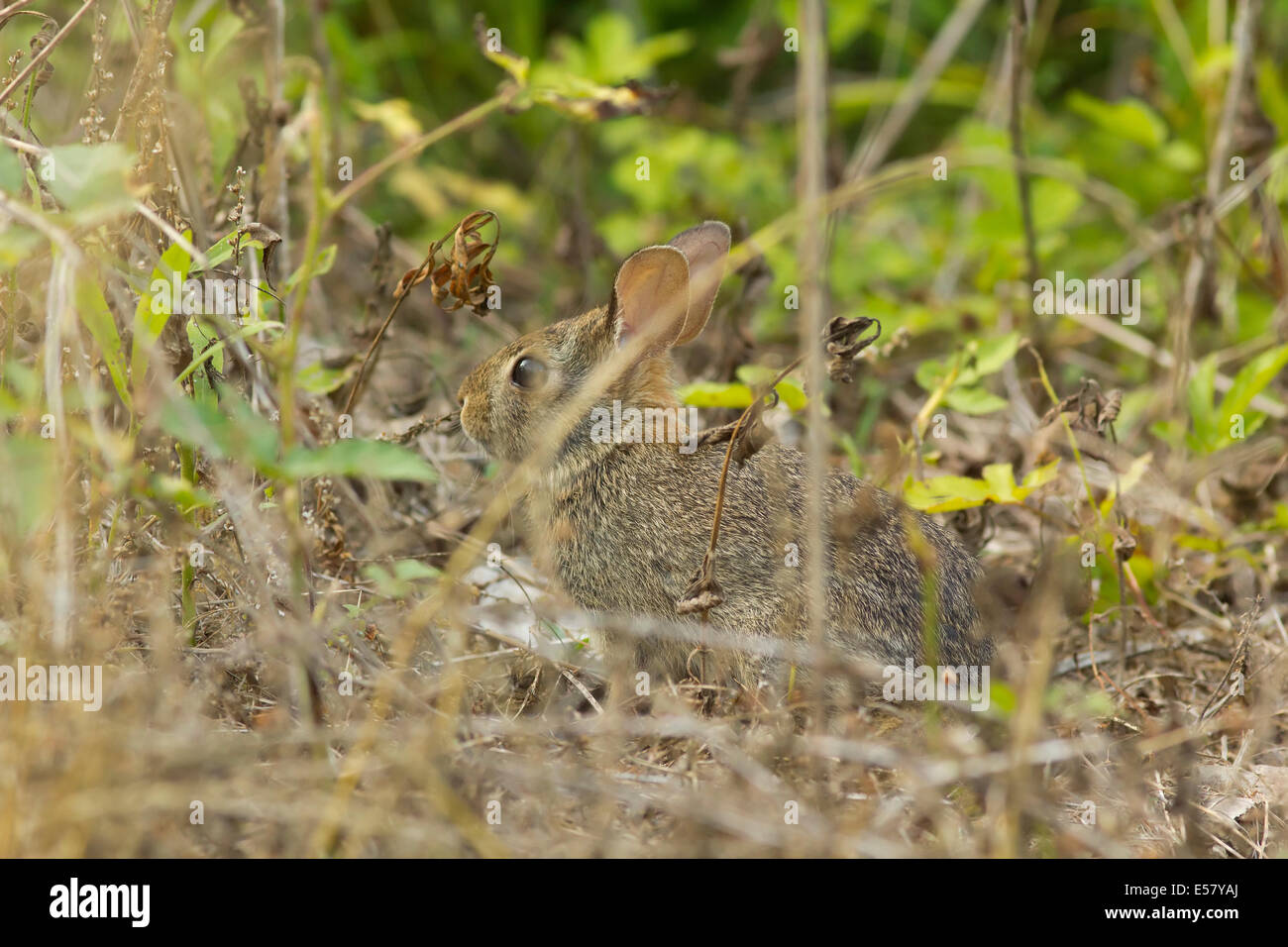 Hidden rabbit hi-res stock photography and images - Alamy