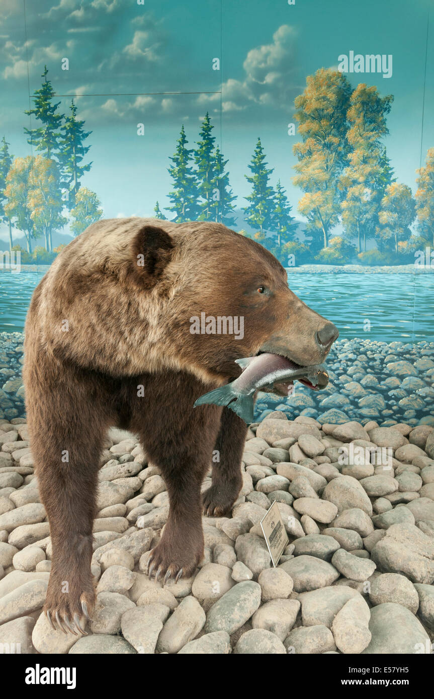 Brown Bear Habitat Project