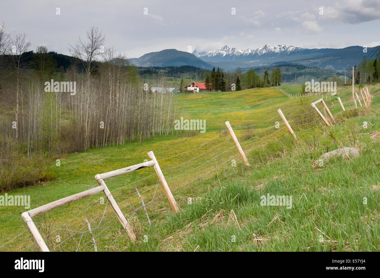 Elk203-3562 Canada, British Columbia, Smithers, farm Stock Photo - Alamy