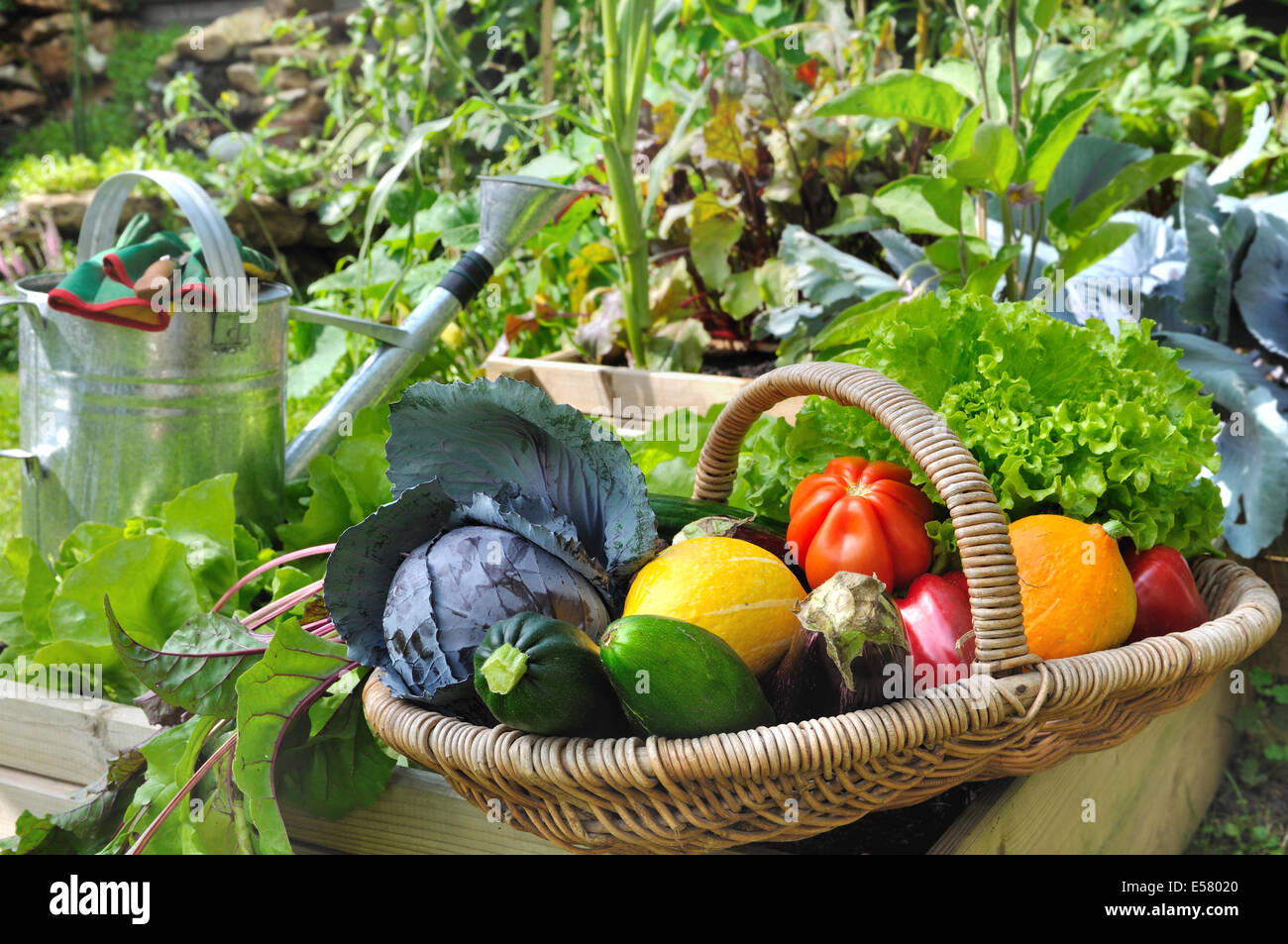 basket of fresh vegetables in a placed vegetable garden Stock Photo - Alamy