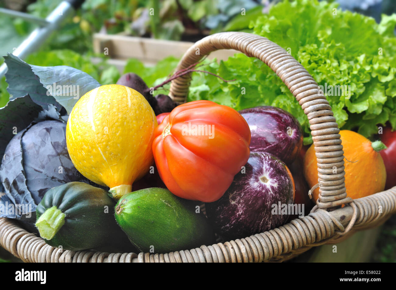 Eggplant in the vegetable patch hi-res stock photography and images - Alamy