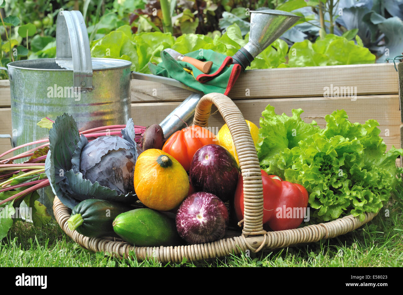 basket of fresh vegetables in a placed vegetable garden Stock Photo - Alamy