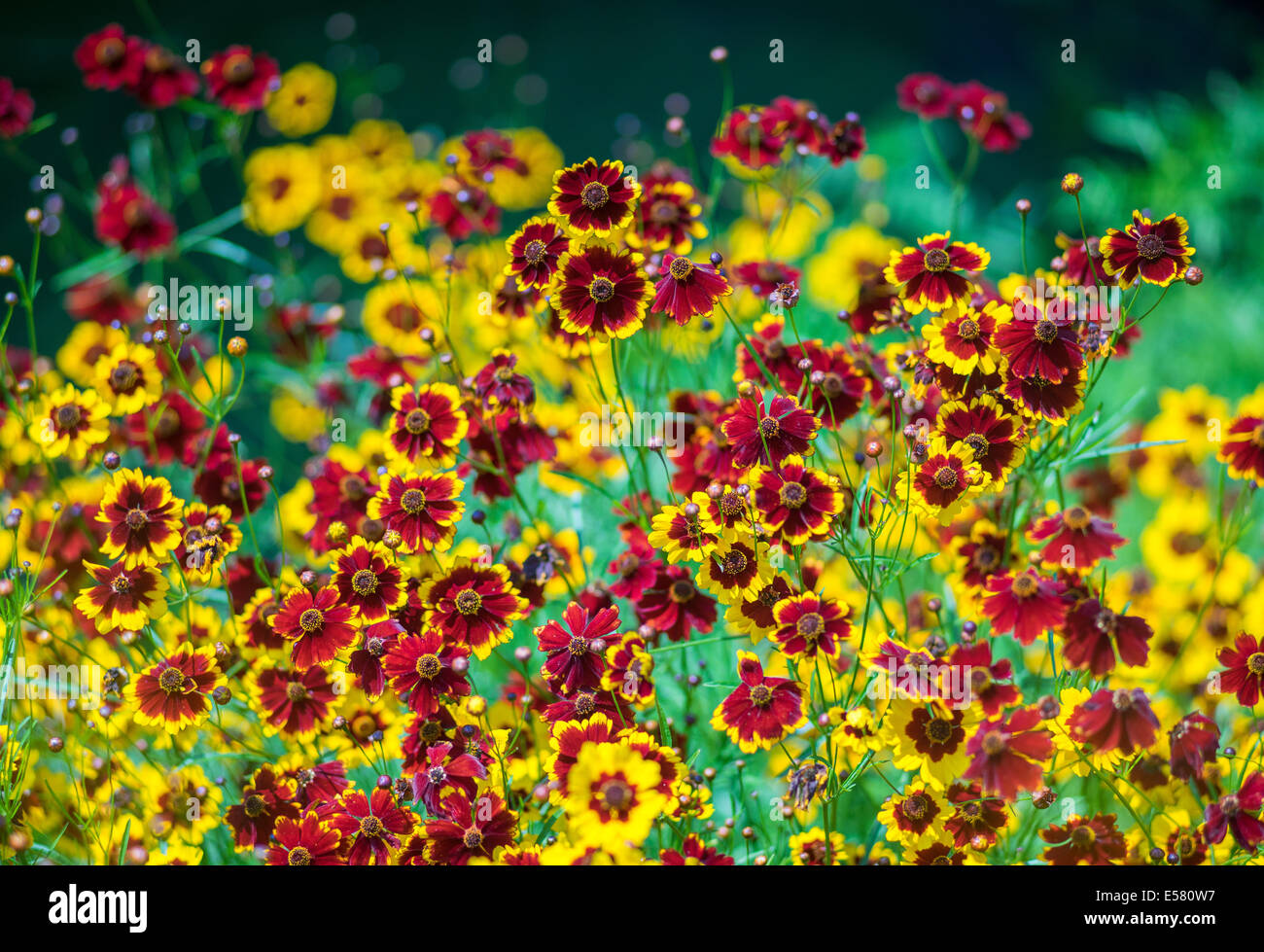 Plains coreopsis calliopsis flowers Coreopsis tinctoria Stock Photo - Alamy