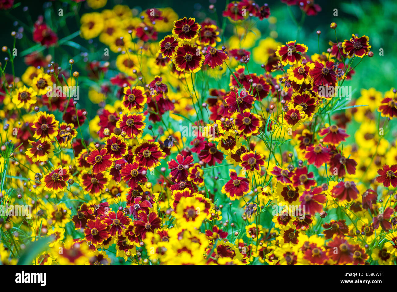 Plains coreopsis calliopsis flowers Coreopsis tinctoria Stock Photo - Alamy