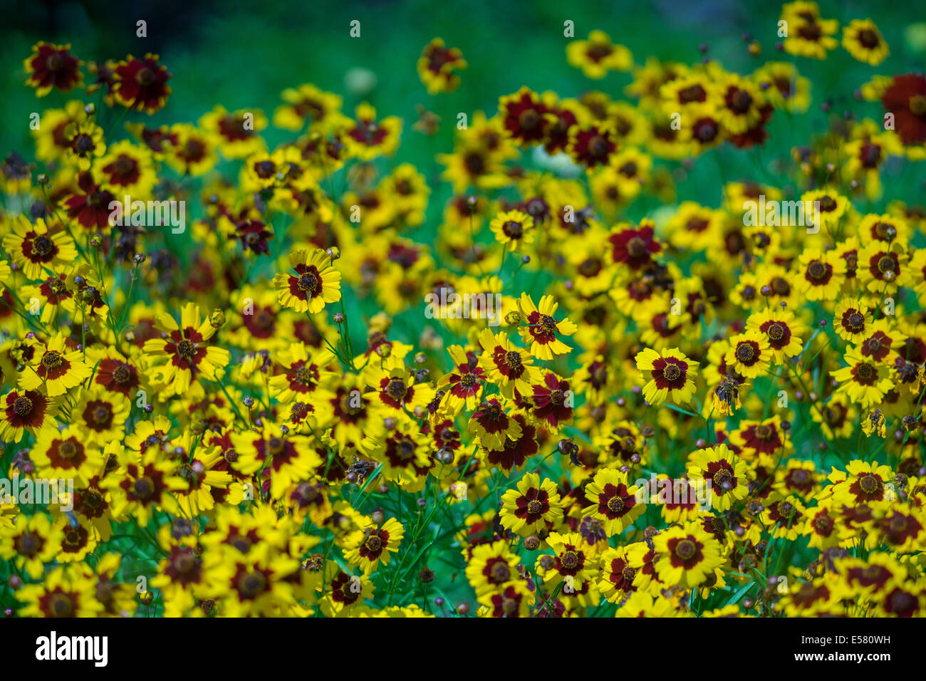 Plains coreopsis calliopsis flowers Coreopsis tinctoria Stock Photo - Alamy