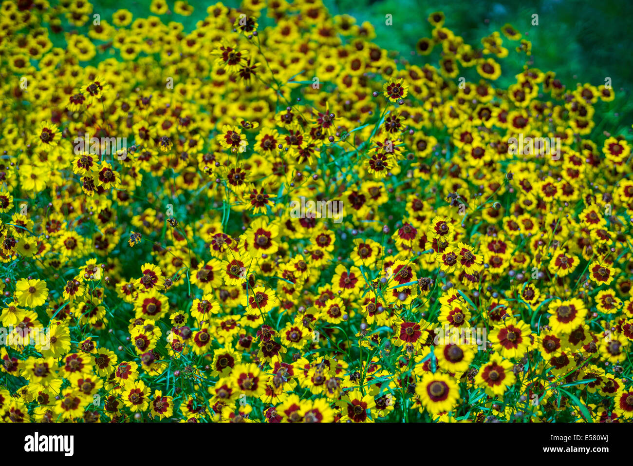 Plains coreopsis calliopsis flowers Coreopsis tinctoria Stock Photo - Alamy