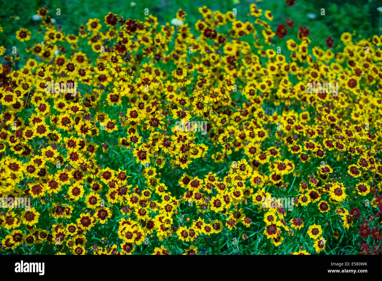 Plains coreopsis calliopsis flowers Coreopsis tinctoria Stock Photo - Alamy