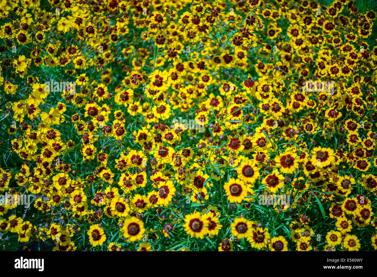 Plains coreopsis calliopsis flowers Coreopsis tinctoria Stock Photo - Alamy