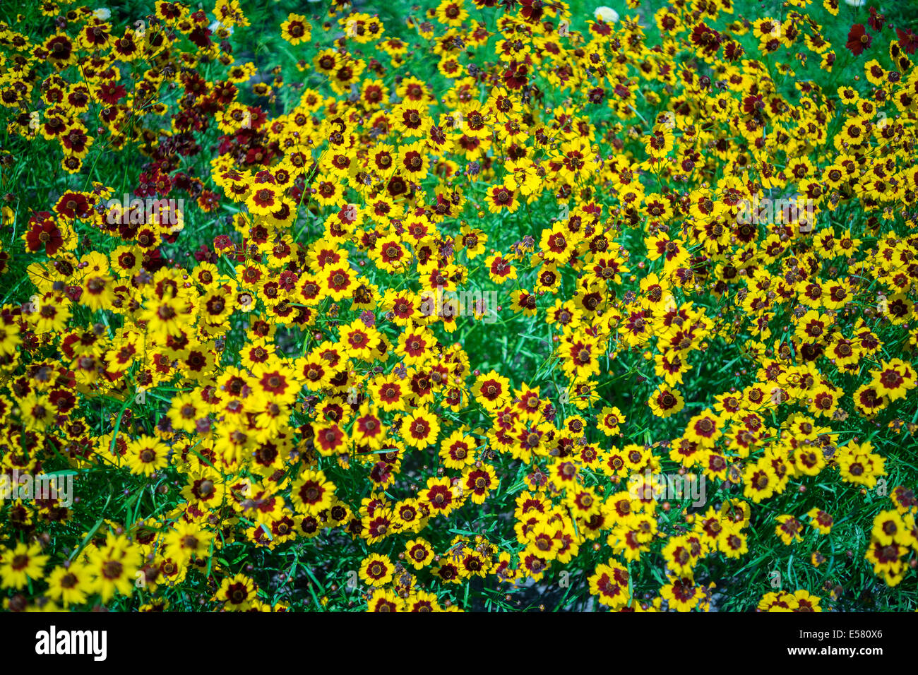 Plains coreopsis calliopsis flowers Coreopsis tinctoria Stock Photo - Alamy