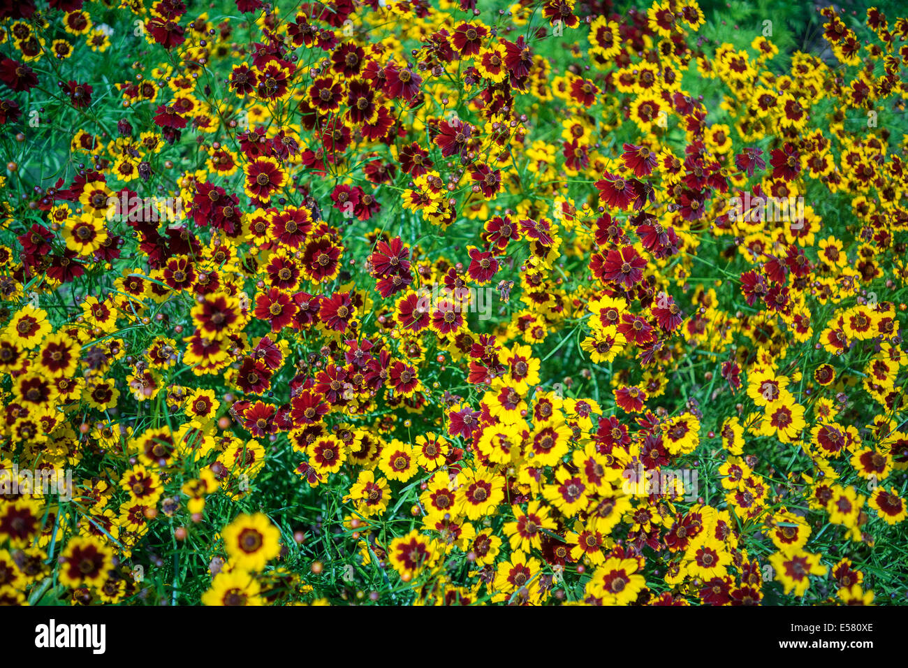 Plains calliopsis hi-res stock photography and images - Alamy