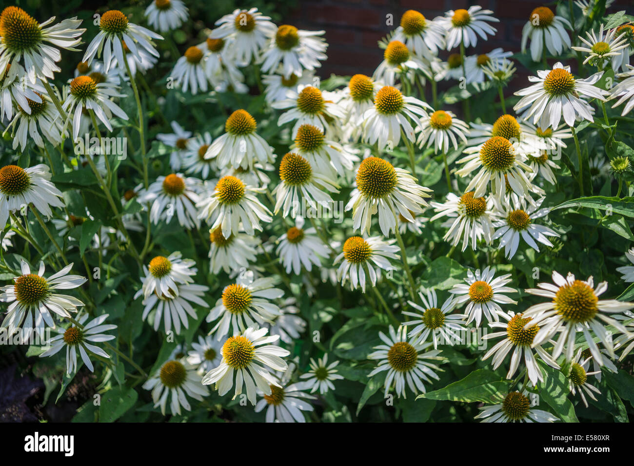 White cone flowers Echinacea purpurea alba Stock Photo - Alamy
