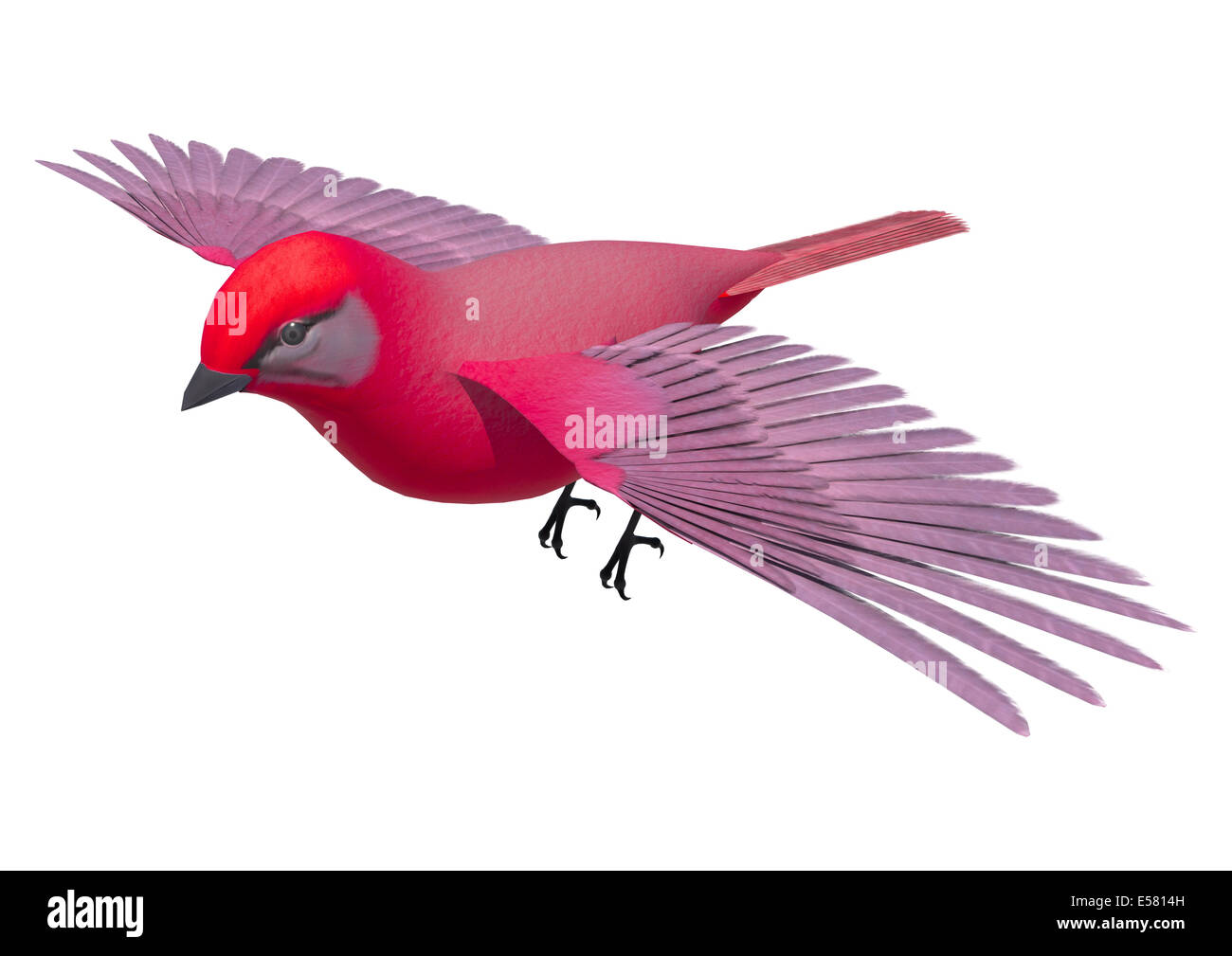 3d digital render of a flying songbird tanager isolated on white ...