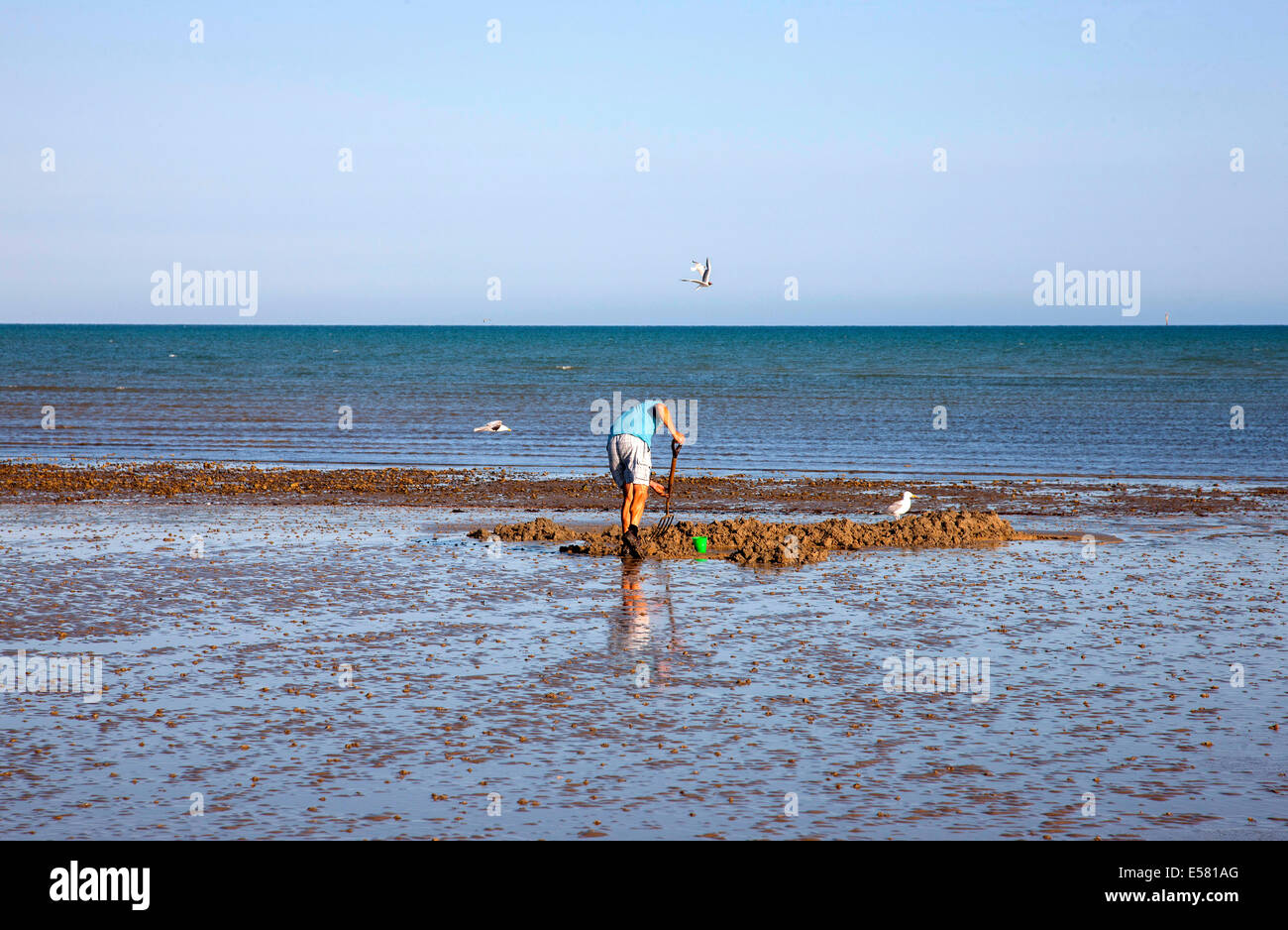 Man digging for fishing bait on Littlehampton beach West Sussex UK ...