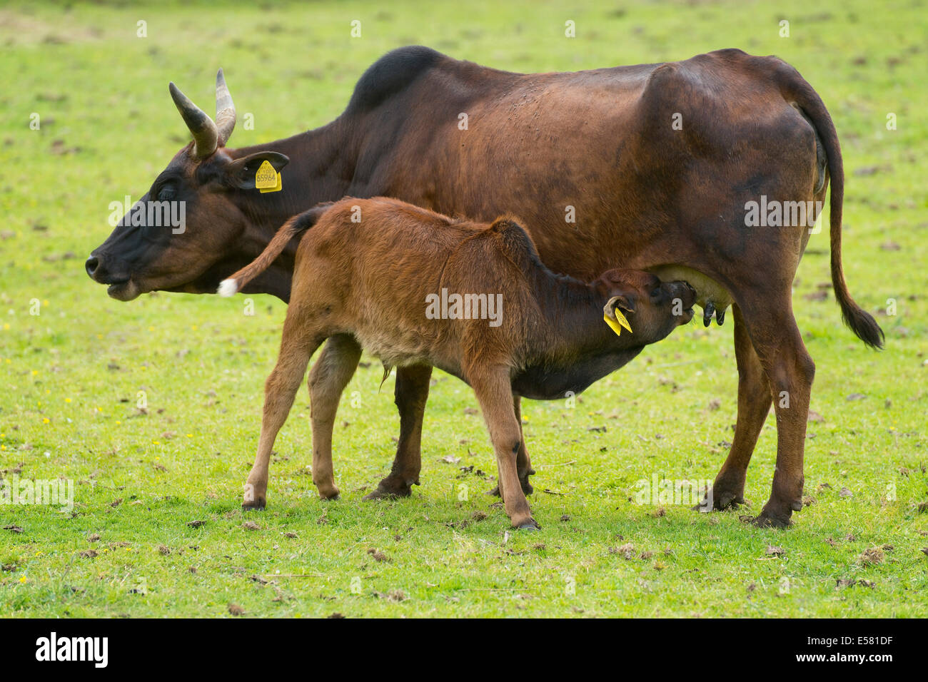 Dwarf Zebus (Bos taurus indicus), cow with calf suckling, captive ...