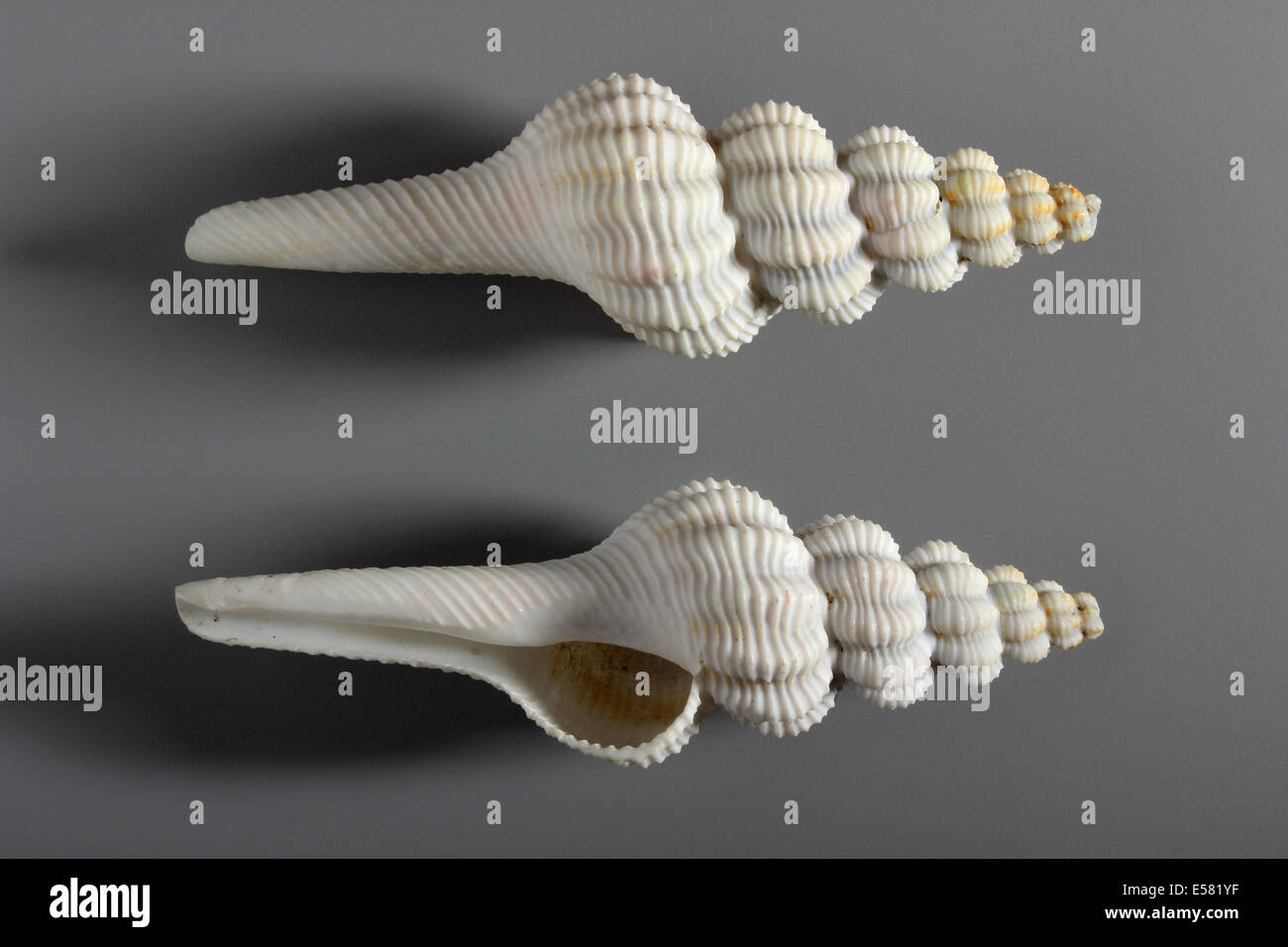 Indian WhiteTulip Shell Stock Photo - Alamy