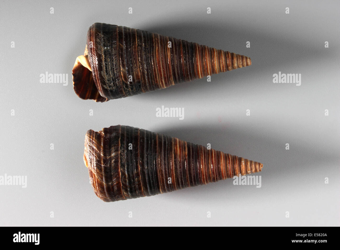 Indian Auger Shells Stock Photo - Alamy
