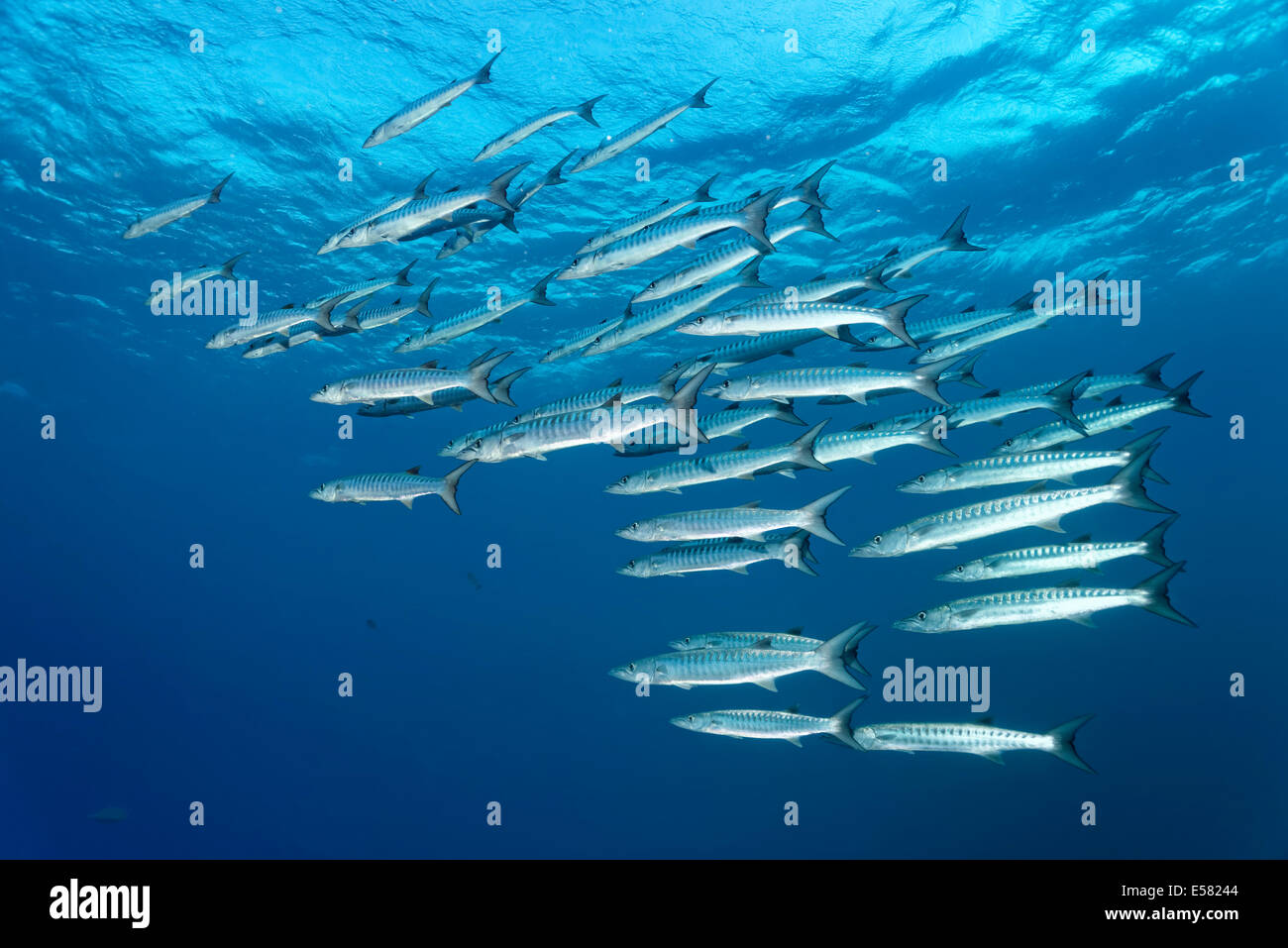 School Blackfin Barracuda (Sphyraena qenie), Red Sea, Egypt Stock Photo ...