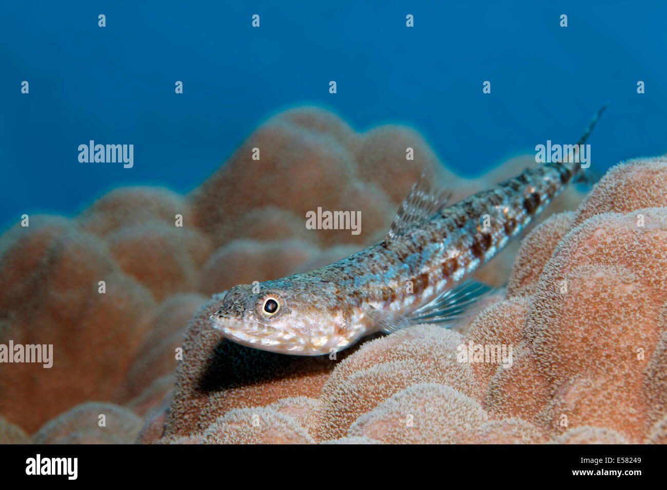 Variegated lizardfish (Synodus variegatus) on stony coral, Red Sea ...