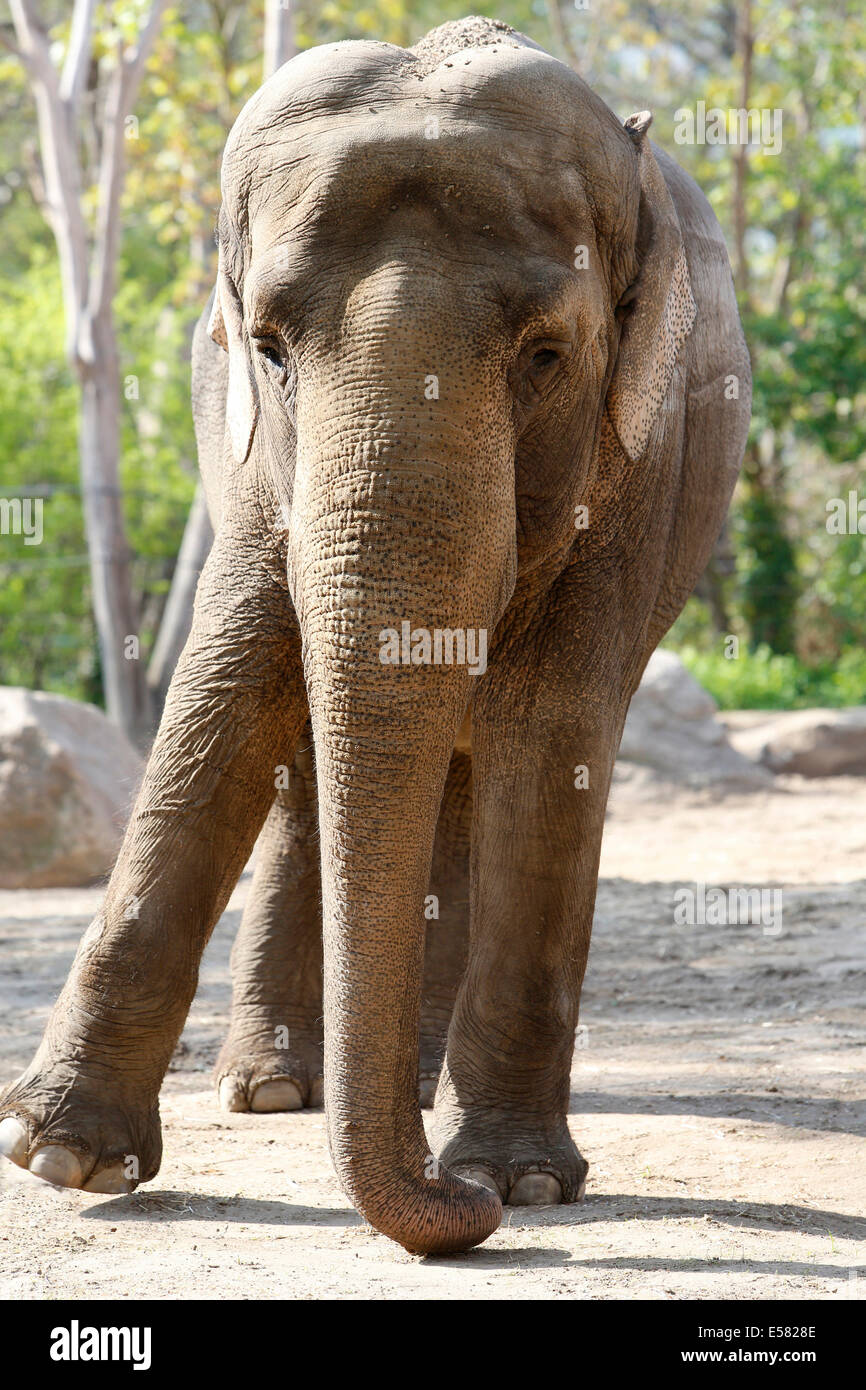 Asian elephant elephas maximus berlin zoo hi-res stock photography and ...