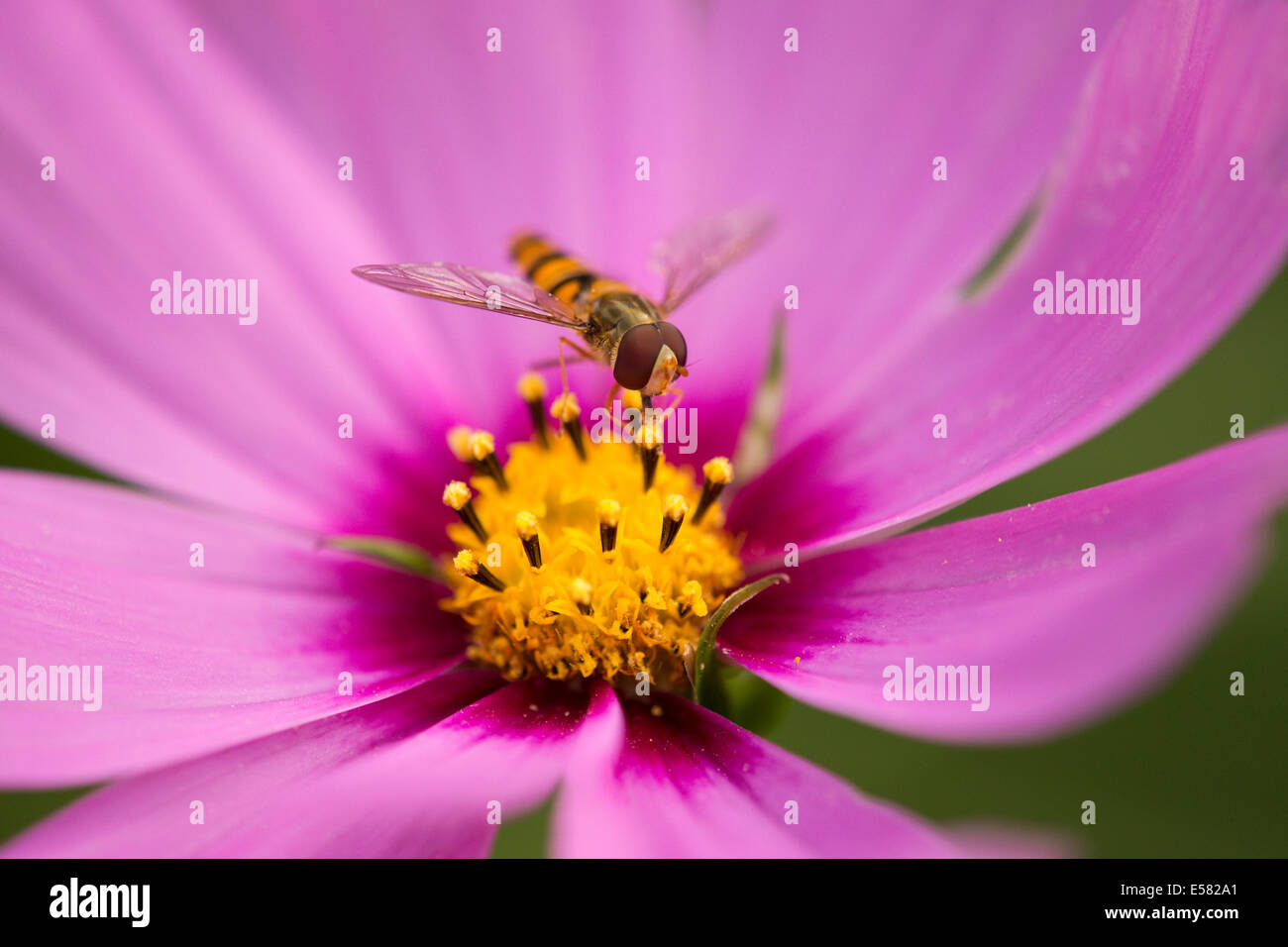 Pollinates animals pollination hi-res stock photography and images - Alamy