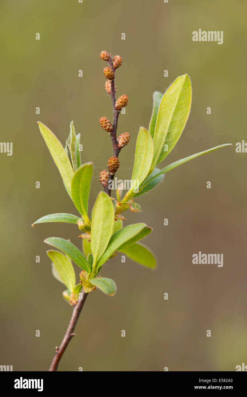 Bog Myrtle or Sweet Gale (Myrica gale), Lower Saxony, Germany Stock ...