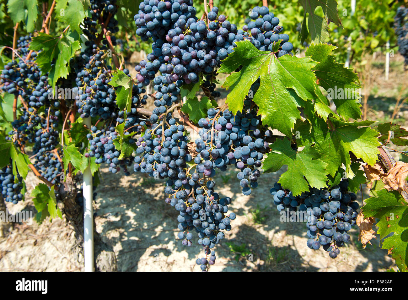 Nebbiolo or Nebieul grapes, Piedmont, Italy Stock Photo - Alamy